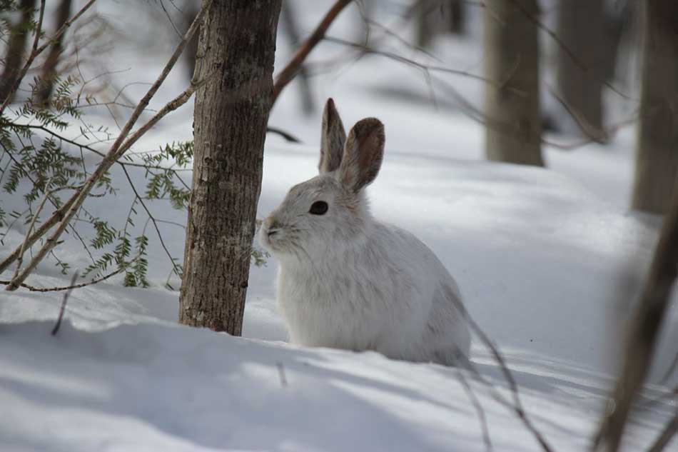 Maine society joins forces to preserve Canada lynx Maine society joins forces to preserve Canada lynx
