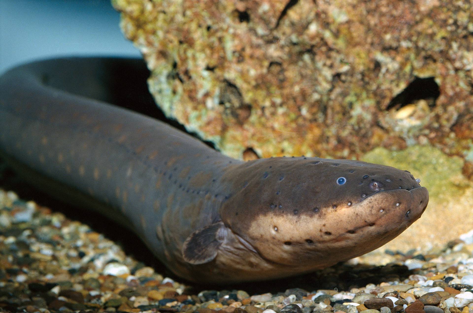 Biologist Lets Electric Eel Zap Him Says It s much More Powerful